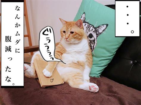 お太りさま猫ぐっぴー レシピ本にヨダレもしたたるイタメシ男子 「犬や猫ともっと幸せに」をコンセプトにしたwebメディア「sippo」