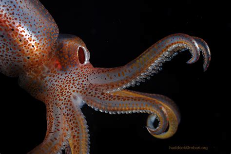 Picture Of The Week Cock Eyed Squid