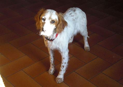 Accorato Appello Aiutatemi A Trovare La Piccola Beth Lecco Notizie