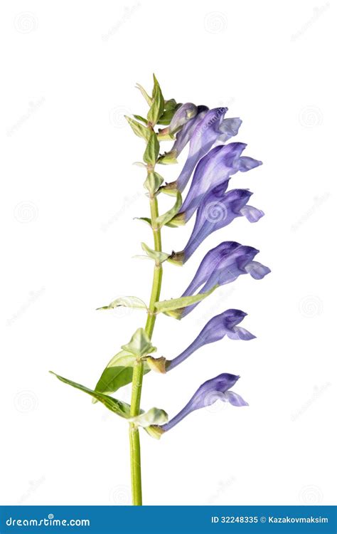 Scutellaria Baicalensis Called Baikal Skullcap Royalty Free Stock Image