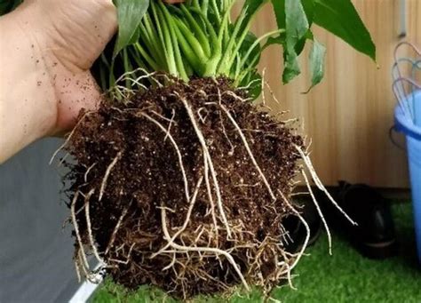 白掌的根是什么样子的 花海建设 长景园林网