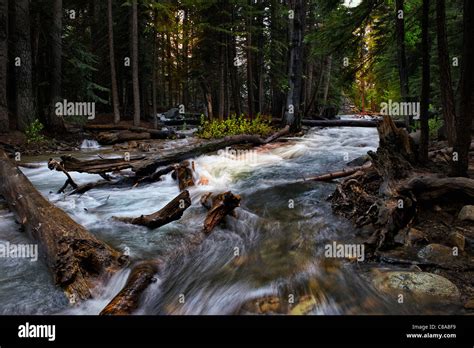 Forest Stream In Yearly Summer Yosemite National Park California U S