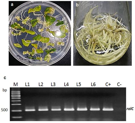 Agrobacterium Rhizogenes Mediated Hairy Root Cultures In Ligularia
