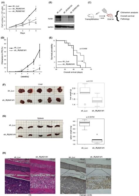 The Expression Of RUNX1 Is Required In The Maintenance Of Ph ALL
