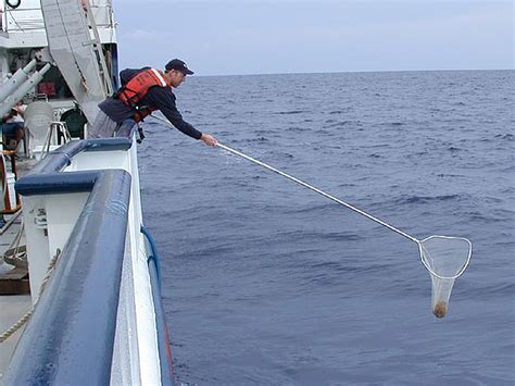 Noaa Ocean Explorer Estuary To The Abyss