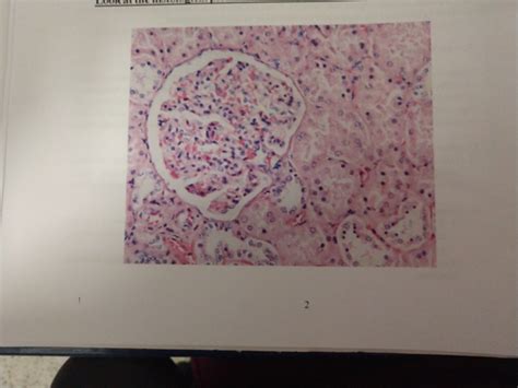 Lab Exam 1 Flashcards Quizlet