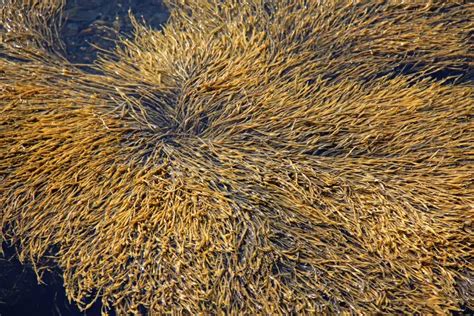 Types Of Algae