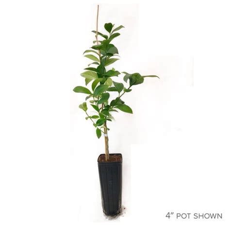 Buy Affordable Pecan Trees At Our Online Nursery Arbor Day Foundation