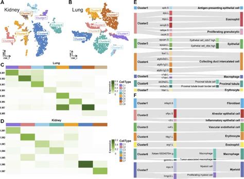 ScQA A Dual Perspective Cell Type Identification Model For Single Cell