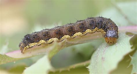 Native Budworm Moth Trapping In Western Australia Agriculture And Food