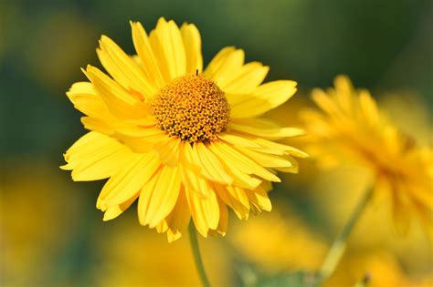 꽃 꽃들 아름 다운 Pixabay의 무료 사진 Pixabay