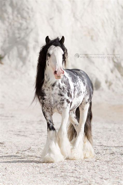 Pin By Mirja Schoon On Tinker Pferd Most Beautiful Horses Rare