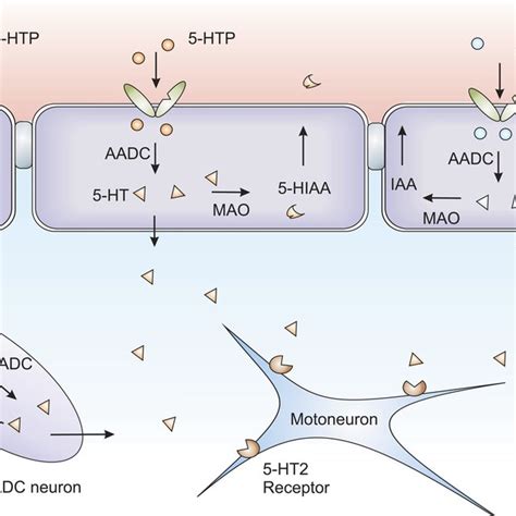 Serotonin 5 Hydroxytryptamine 5 Ht Synthesis From Exogenous Download Scientific Diagram