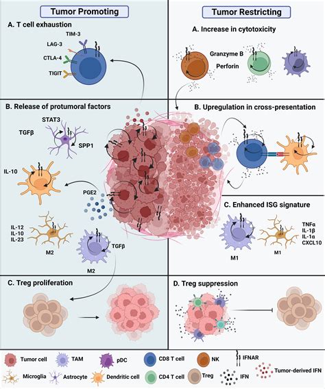 Frontiers Harnessing Type I Interferon Mediated Immunity To Target