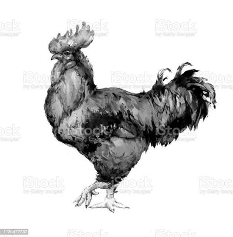 수 탉의 수채화 그림입니다 닭 다채로운 그런 지 라벨 농장에 대 한 스티커 이미지와 명단을 묘사 하는 제조 닭고기 제품에 대 한 그런 지 라벨 격리 가축에 대한 스톡 벡터