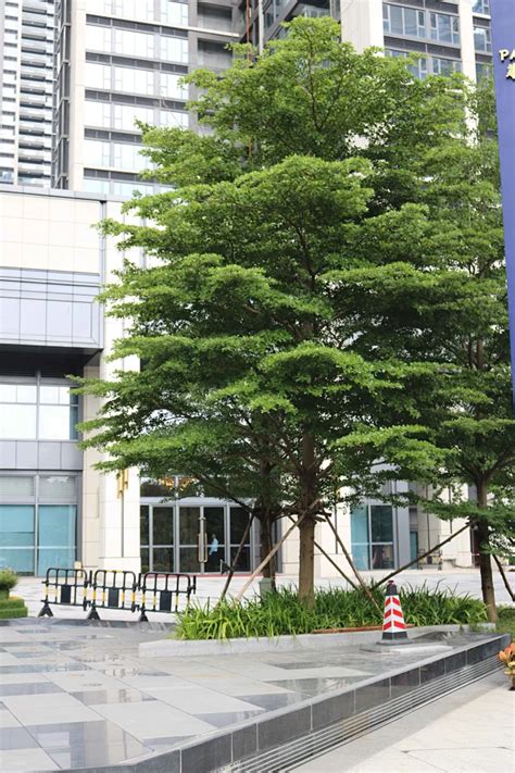 小叶榄仁图片植物品种图片素材 花瓣网