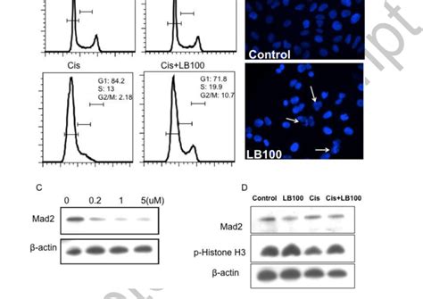 Cell Cycle Analysis After Lb100 Treatment Of Osteosarcoma Cells A