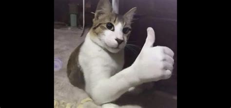 Gato R Fundamentalpaperedu