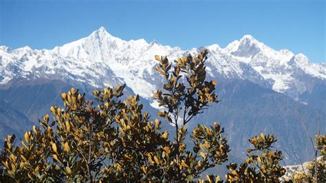 Sampling Photo Of Chinese Oak Oaks Of China