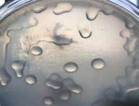 Figure 3 From Isolation And Identification Of A Bioflocculant Producing Strain And Application