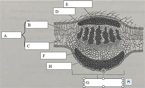 Biology Lab Leaf Structure And Function And Lab Carbon Sequestration Diagram Quizlet