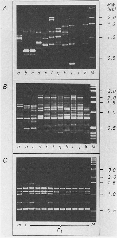 Interspecific And Intraspecific Polymorphism Detected By Download