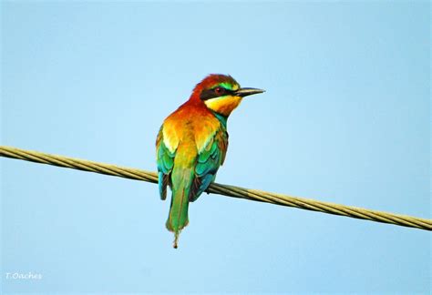 Pasari Din Romania Prigorie Merops Apiaster