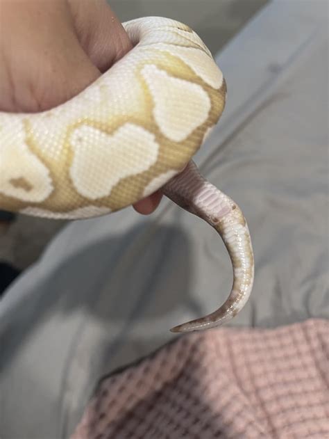 Bean Didnt Think This Through Hes Free Also Is He A He Rballpython