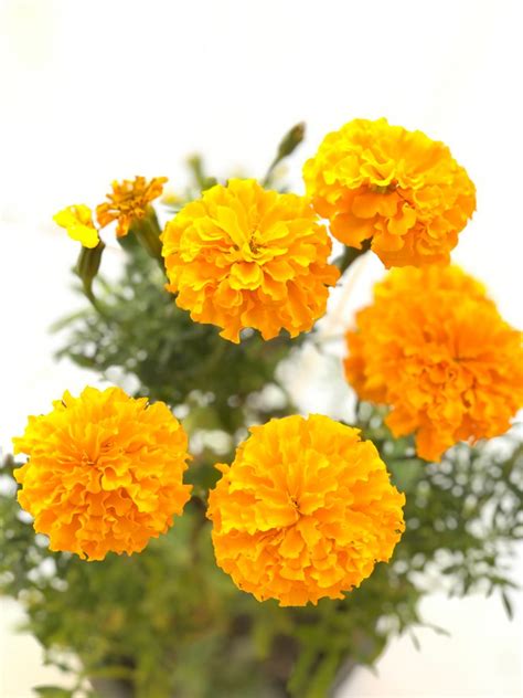 Pin By Chnar Wahid On Photo Gallery گه‌له‌ری