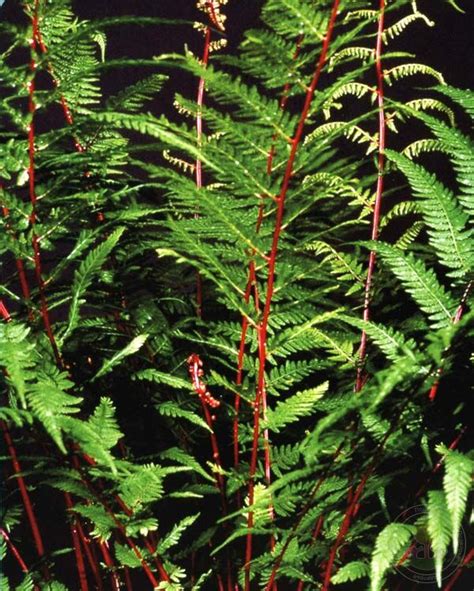 Кочедыжник женский Леди ин Ред (Athyrium filix-femina var. angustum ...