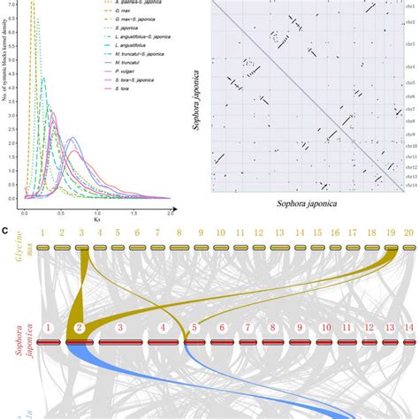 Results Of Comparative Genomic Analyses A Ks Distribution Of