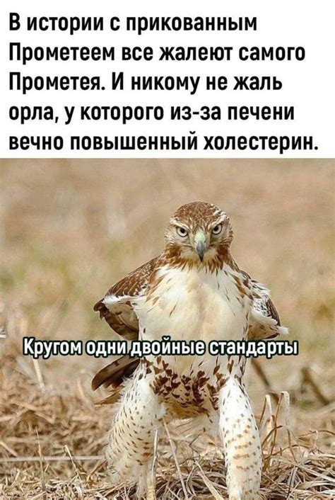 Птичку жалко Пикабу
