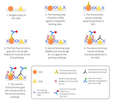 Double Labeling Immunofluorescence Using Antibodies From The Same