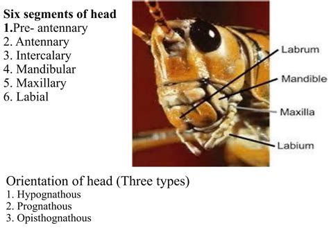 Insect Morphology Insect Morphology Insect Morphology Pdf
