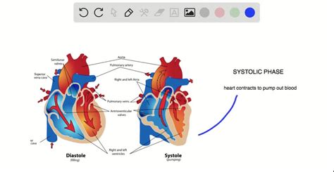 SOLVED During The Systolic Phase Of The Cardiac Cycle The Heart Is A