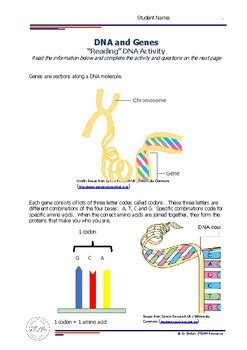 DNA And Genes Introduction To Transcription And Translation Activity