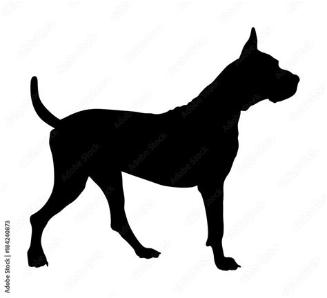 Portrait Of Great Dane Vector Silhouette Illustration Isolated Boston