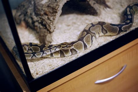 Pros And Cons Of Getting A Pet Ball Python My Pet Python