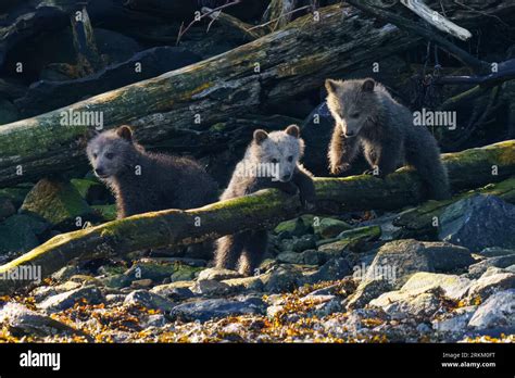 Three About 3 4 Month Old Cute Grizzly Bear Cubs Coy Coming Out Of
