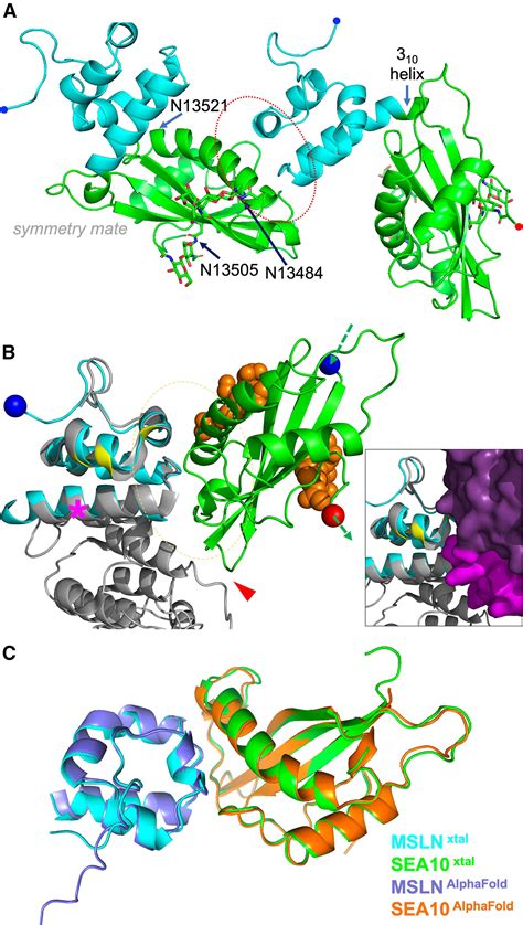 Structural Elucidation Of The Mesothelin Mucin 16 Ca125 Interaction