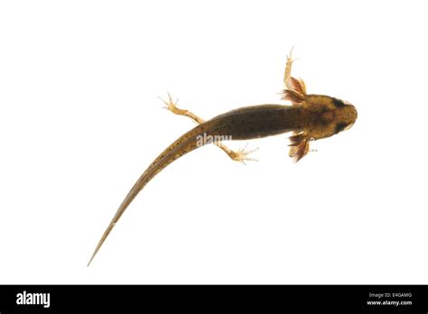 Common Smooth Newt Advanced Larvae Legs Developing With External Feathery Gills Will Leave Pond