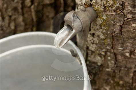 Tapping Sap Of Sugar Maple Tree 이미지 87560639 게티이미지뱅크