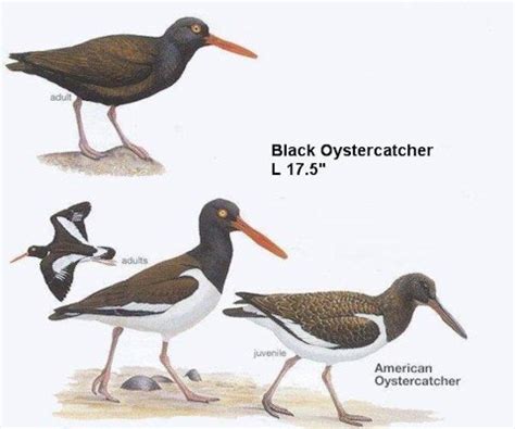 Oregon Birds Black Oystercatcher