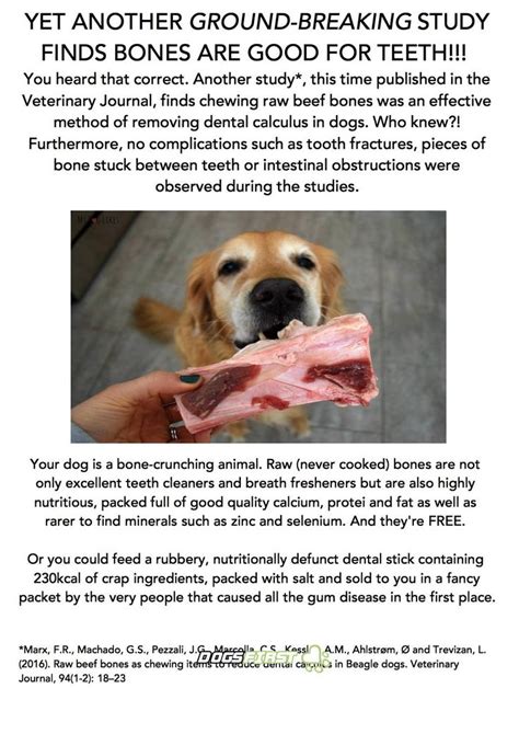 How To Safely Feed A Dog Bones Dogs First In 2024 Dog Bones Beef