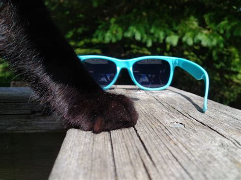 Sunglasses Blueblack Design Blanks