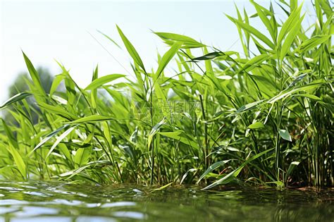 池塘中生长的芦苇高清图片下载 正版图片600647766 摄图网