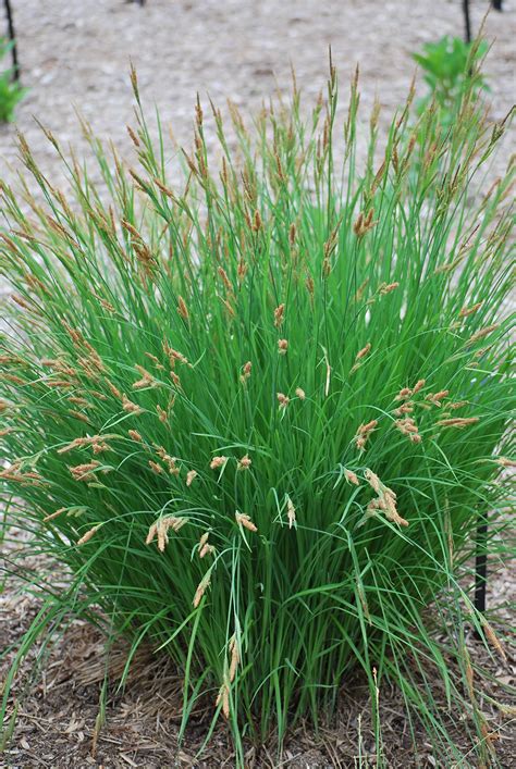 Carex Stricta