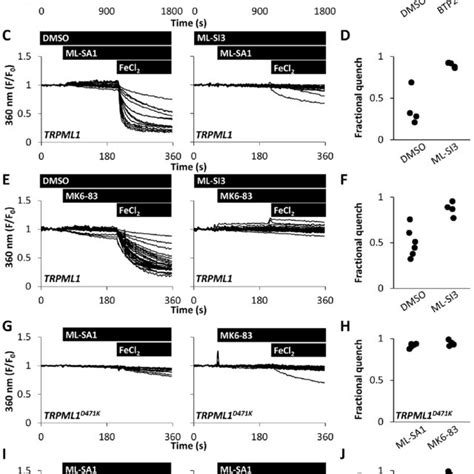 Trpml1 Mediates Ca 2 Influx Ab Effect Of Blocking Store Operated