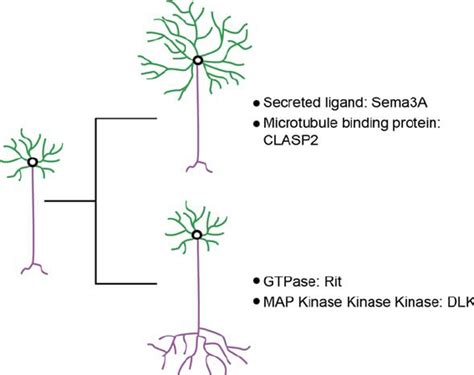 Bimodal Regulation Of Dendritic And Axonal Growth Several Bimodal