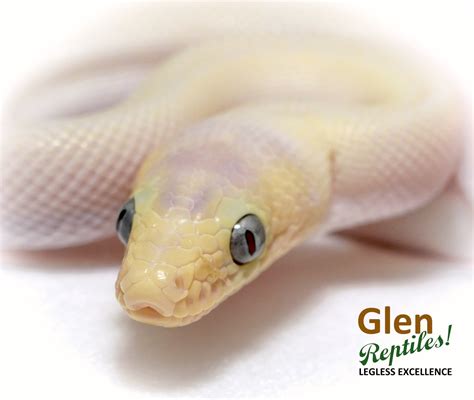 Blue Eyed Leucistic Crb Colombian Rainbow Boa By Glen Reptiles